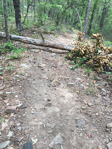 Oak Mountain State Park Mountain Bike Trails | Trailforks